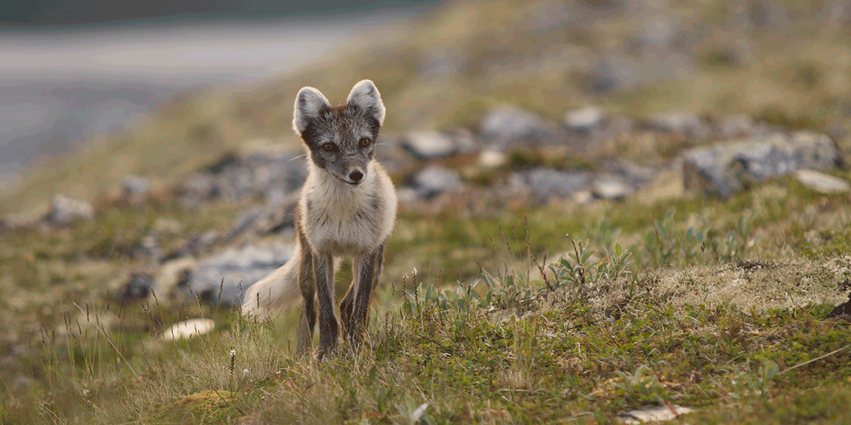 Åpent fagseminar - Fjellrev i Fennoskandia