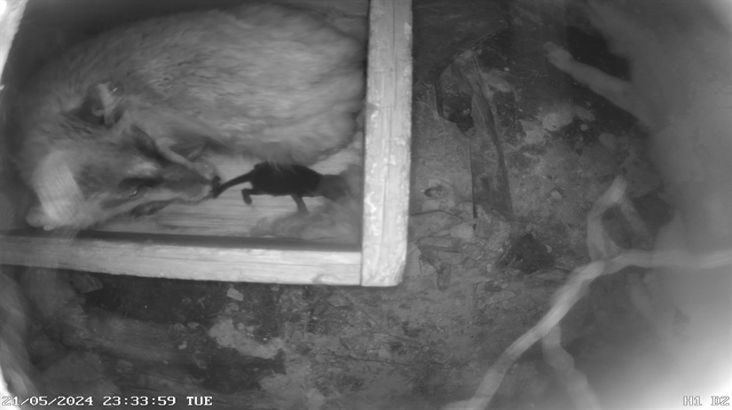 Endangered Arctic fox birth caught on camera