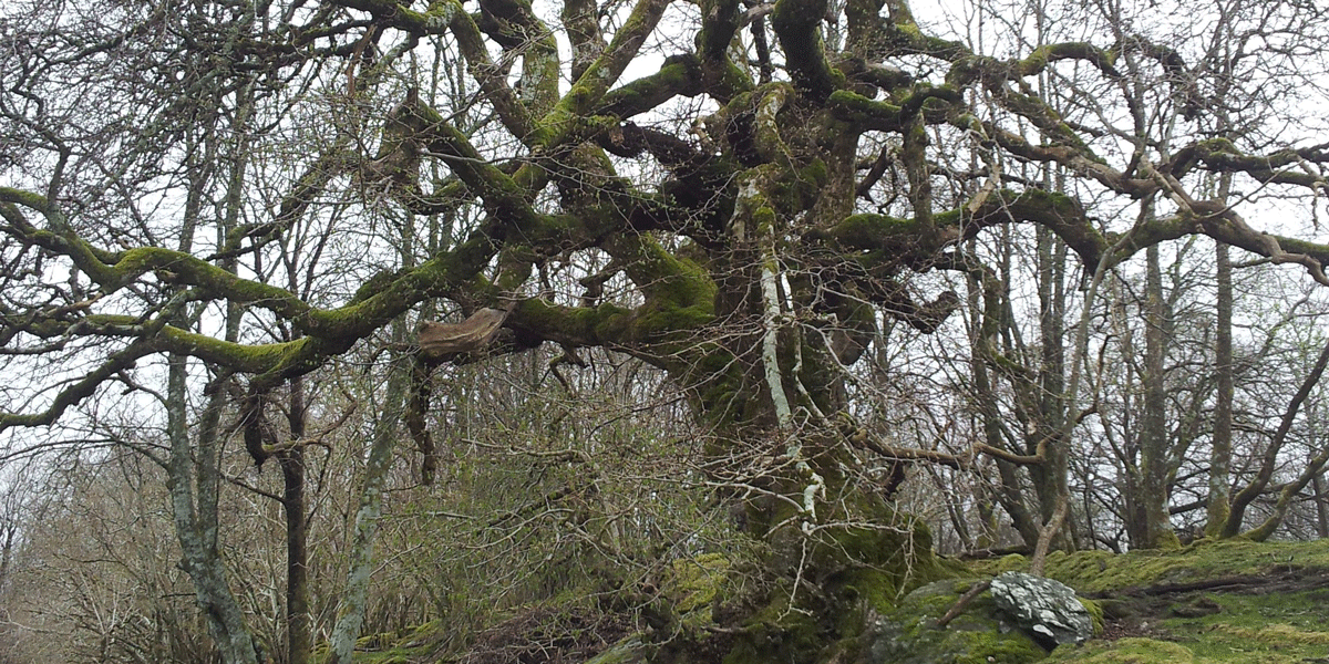 Gamle edelløvtrær: Kjemper truet av sykdom