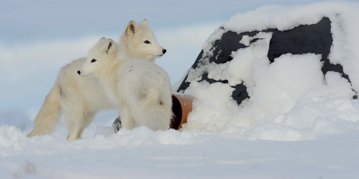 Suksess for avlsprogrammet for fjellrev