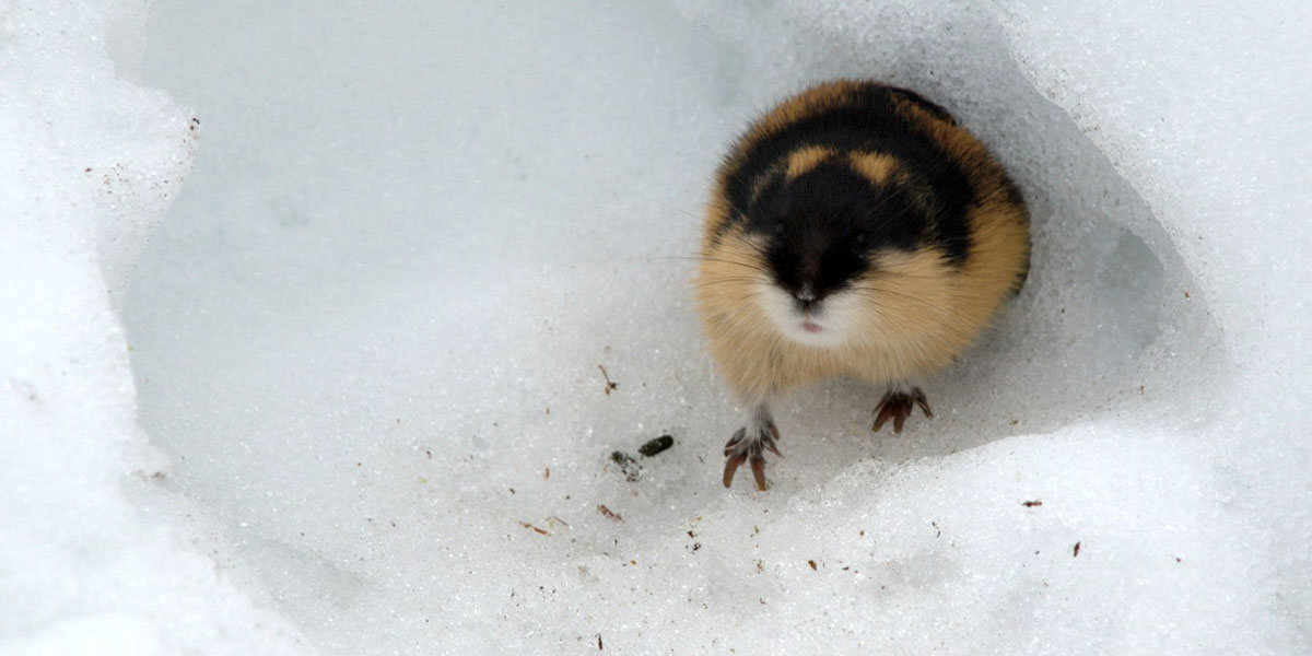 Tips om lemen i påskefjellet