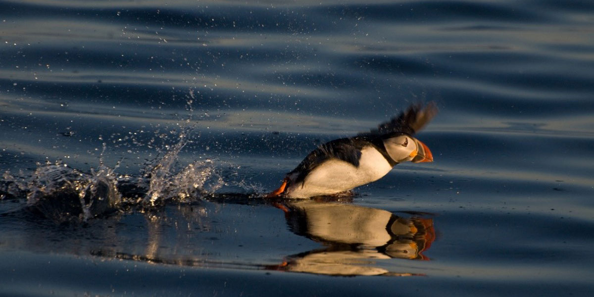 Puffin migration patterns suggest that competition and food ...