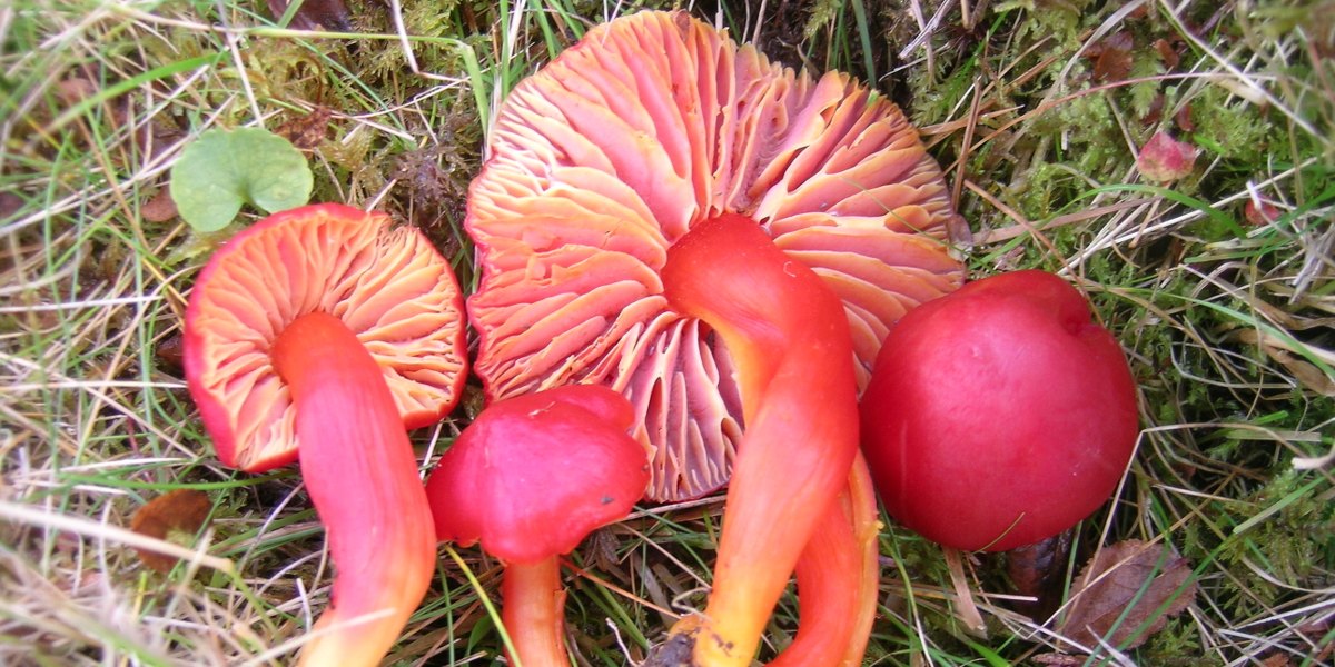 Også sopp trues av utryddelse