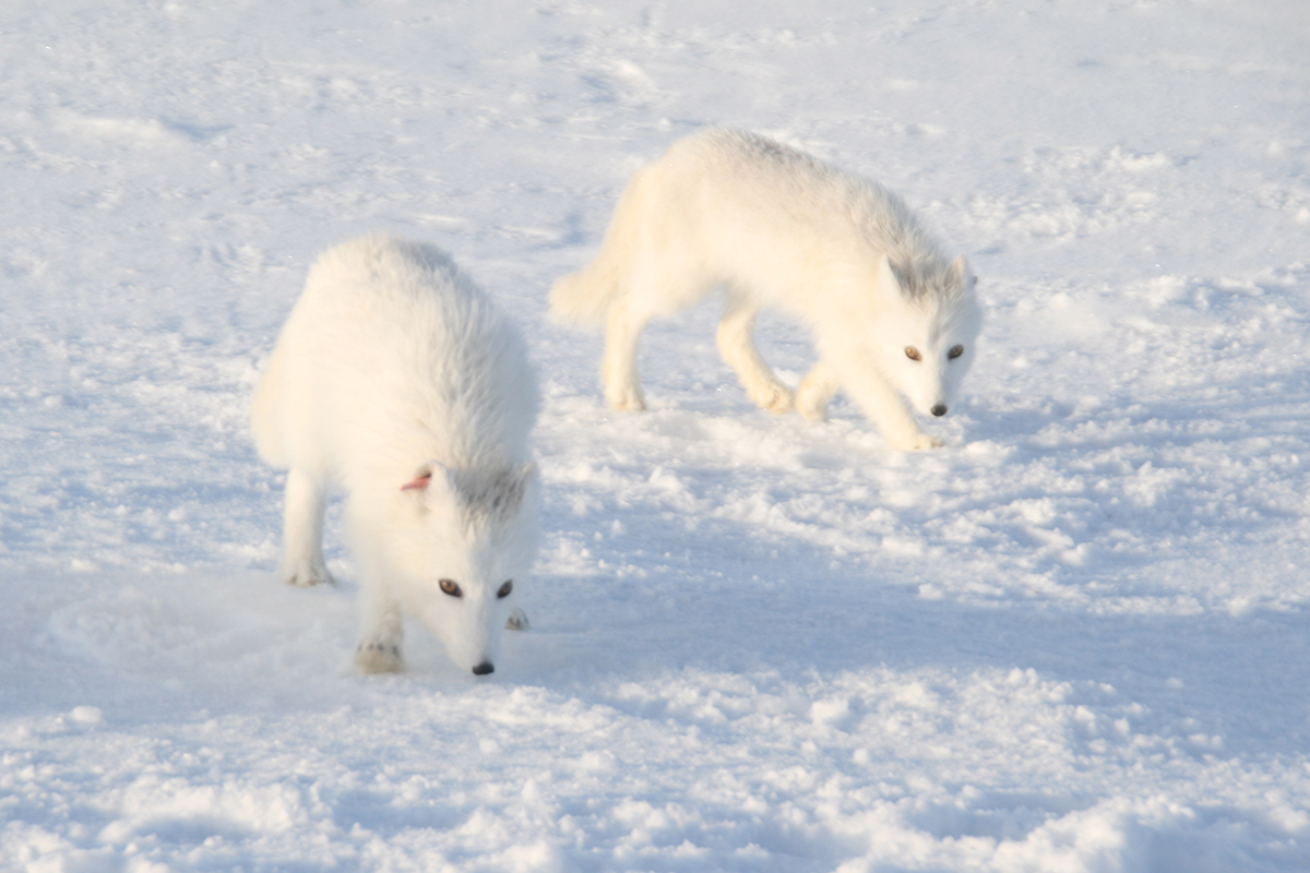 Fjellreven tar rekorder over grenser
