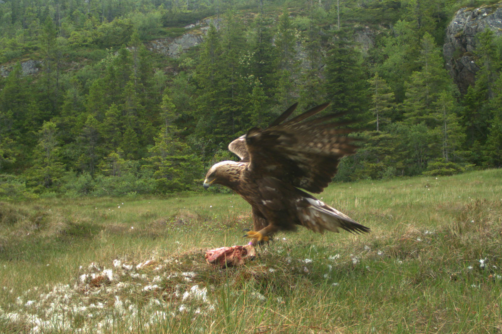 Kongeørna på Fosen har et variert kosthold
