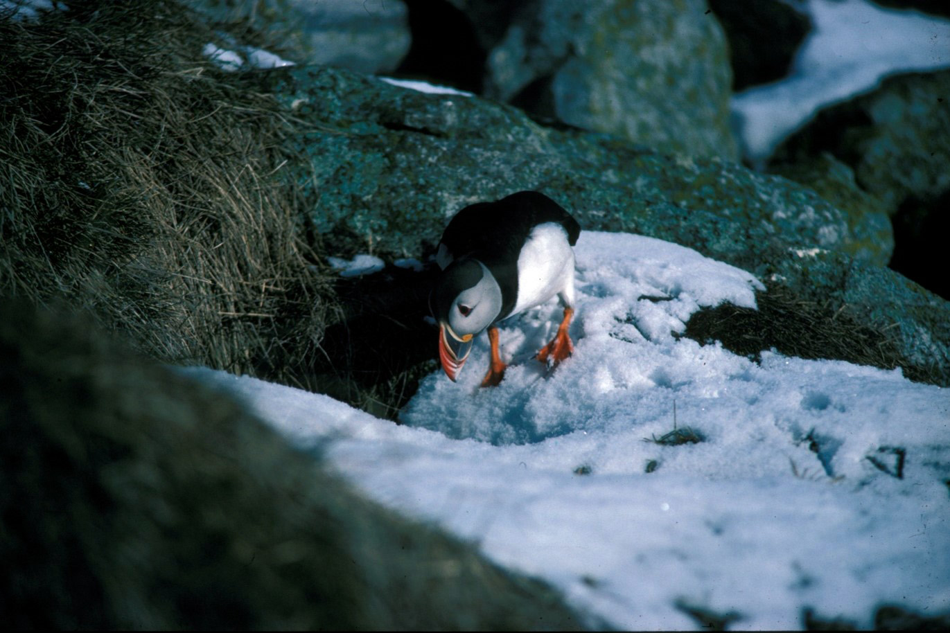 New study examines the breeding phenology of 51 seabird populations ...
