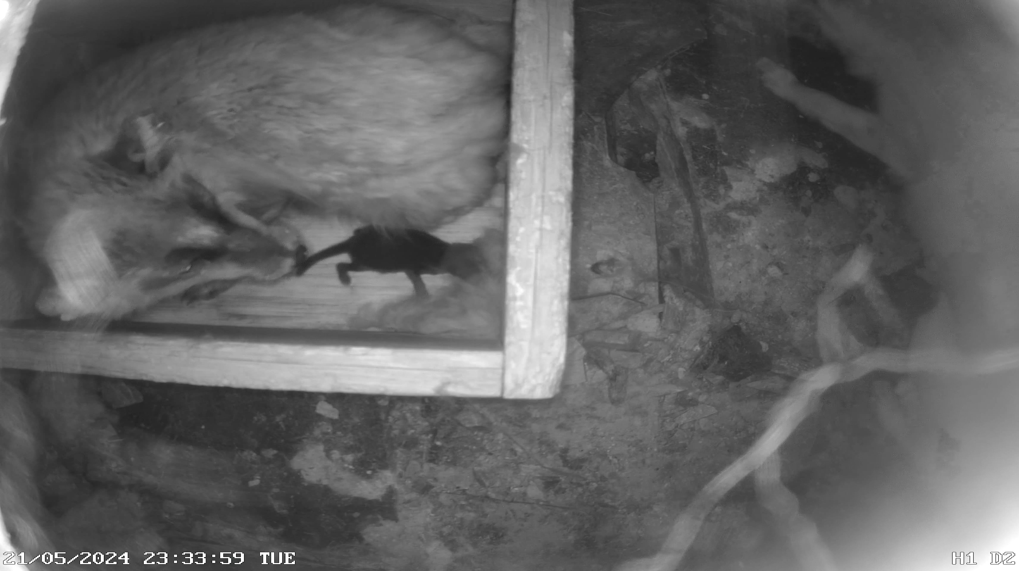 Endangered Arctic fox birth caught on camera