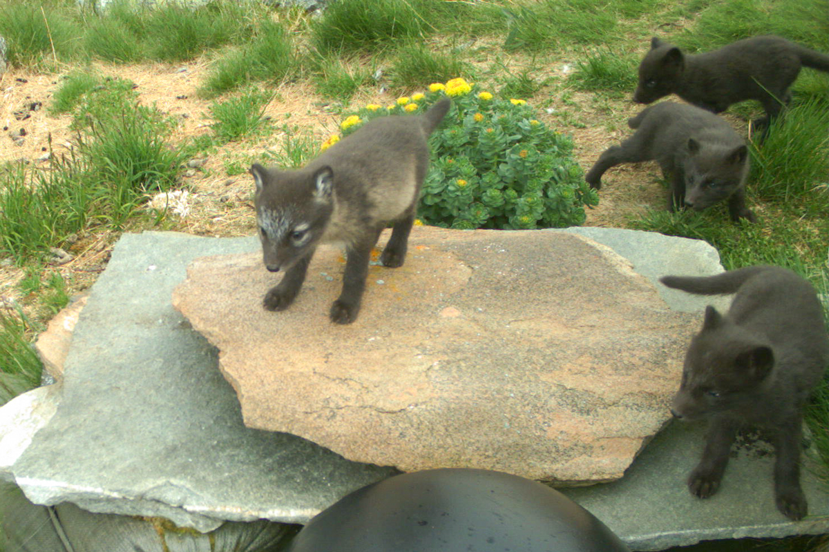 Her er årets første fjellrevkull