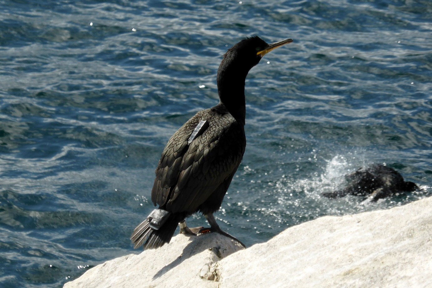Loggers attached to birds can affect foraging behaviour