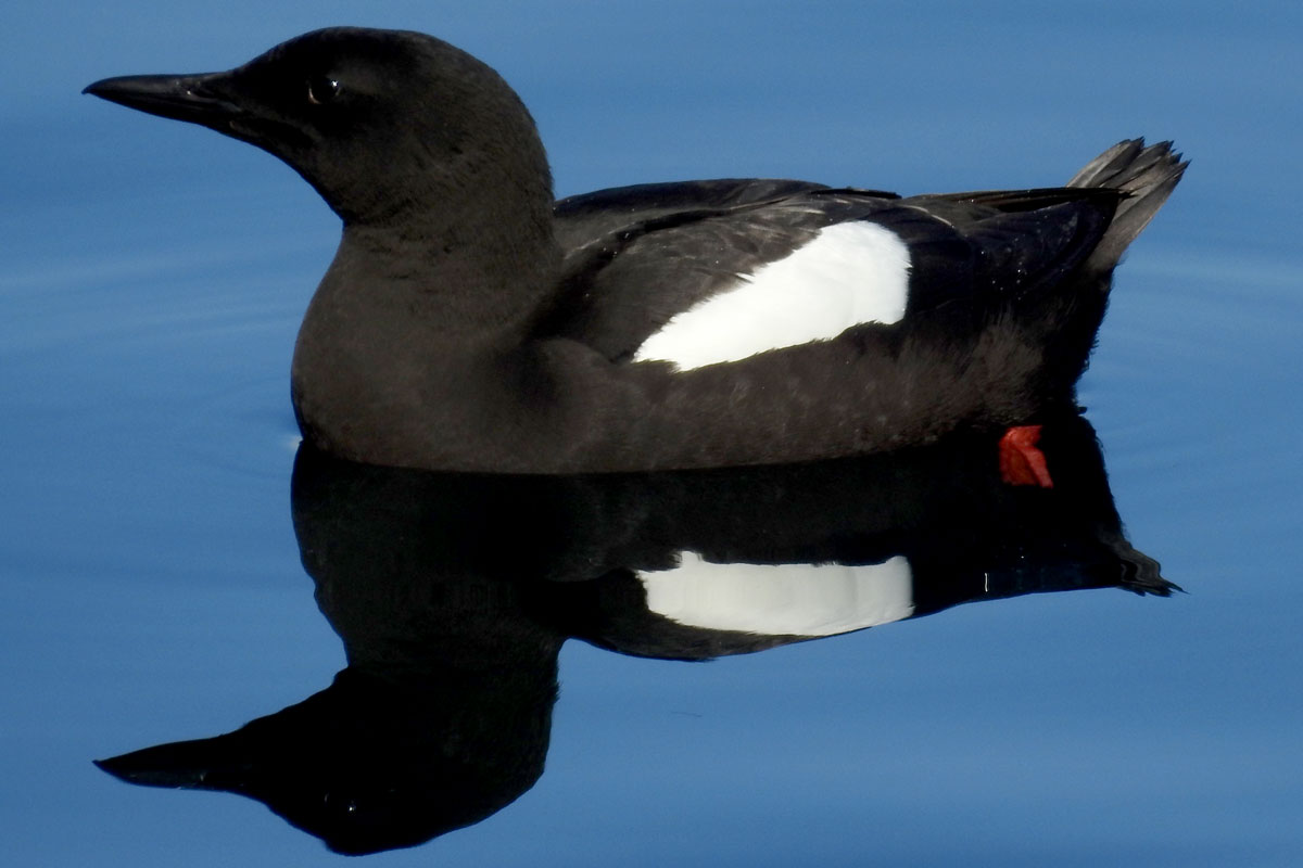 Different migration patterns uncovered in black guillemots