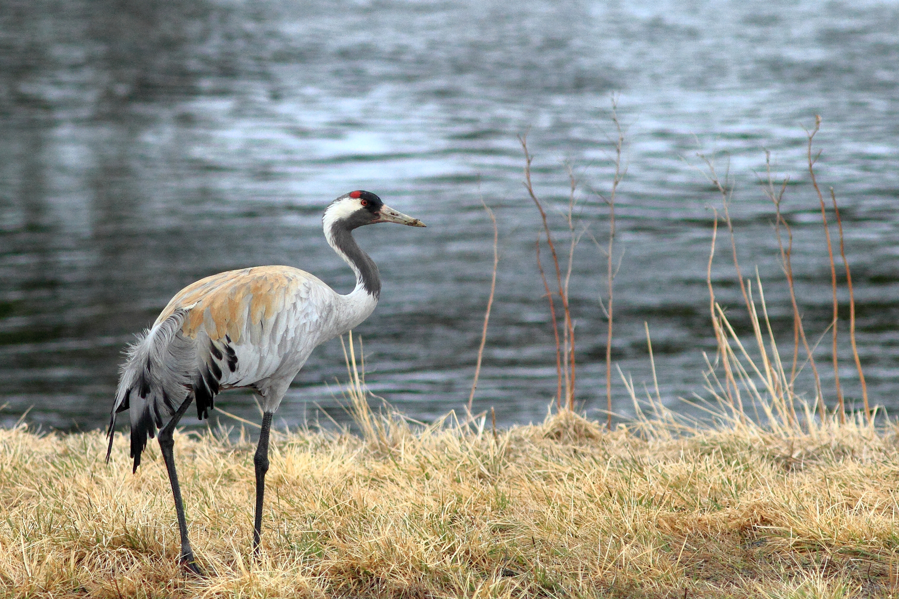 Traner skaper trøbbel for bøndene