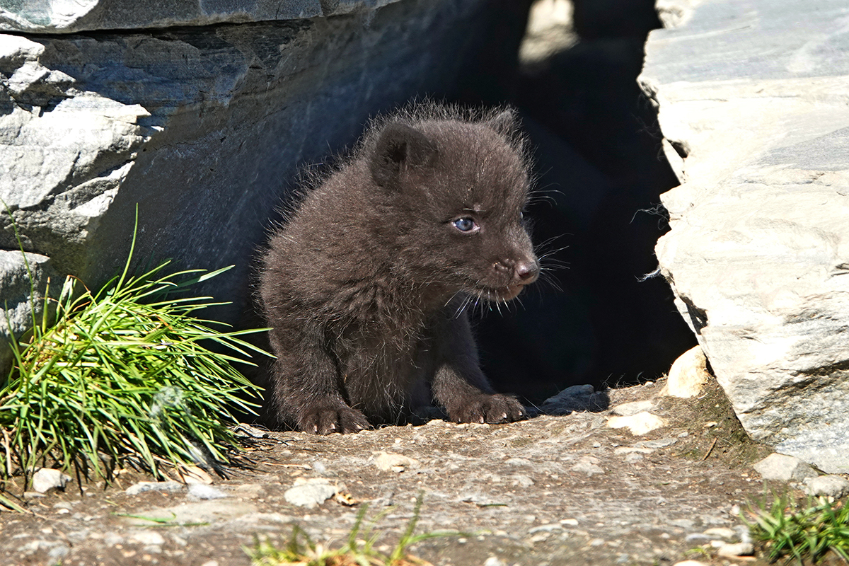 Disse grepene skal redde fjellreven fra innavl