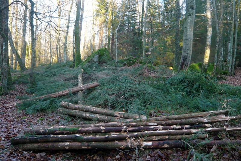 Forest restoration