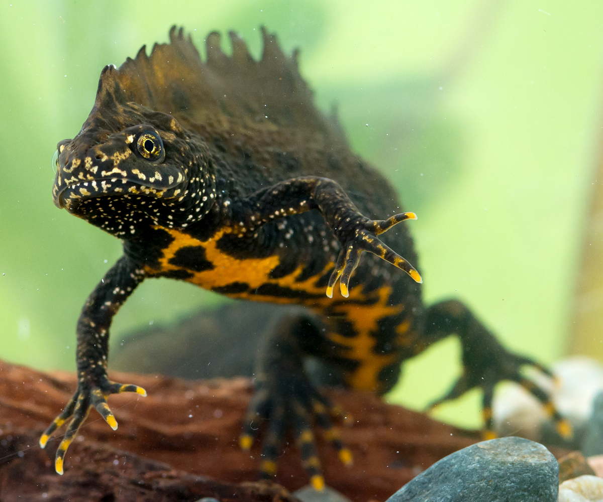 Salamander