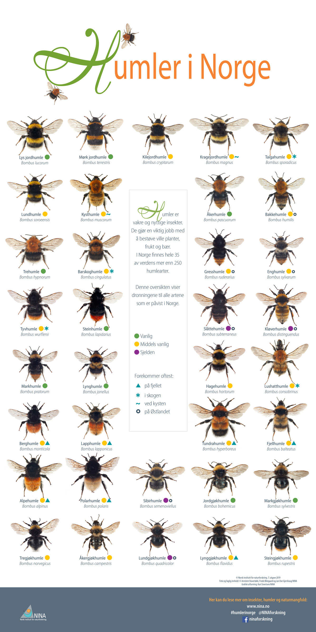 Norsk institutt for naturforskning > Naturmangfold > Insekter > Humler